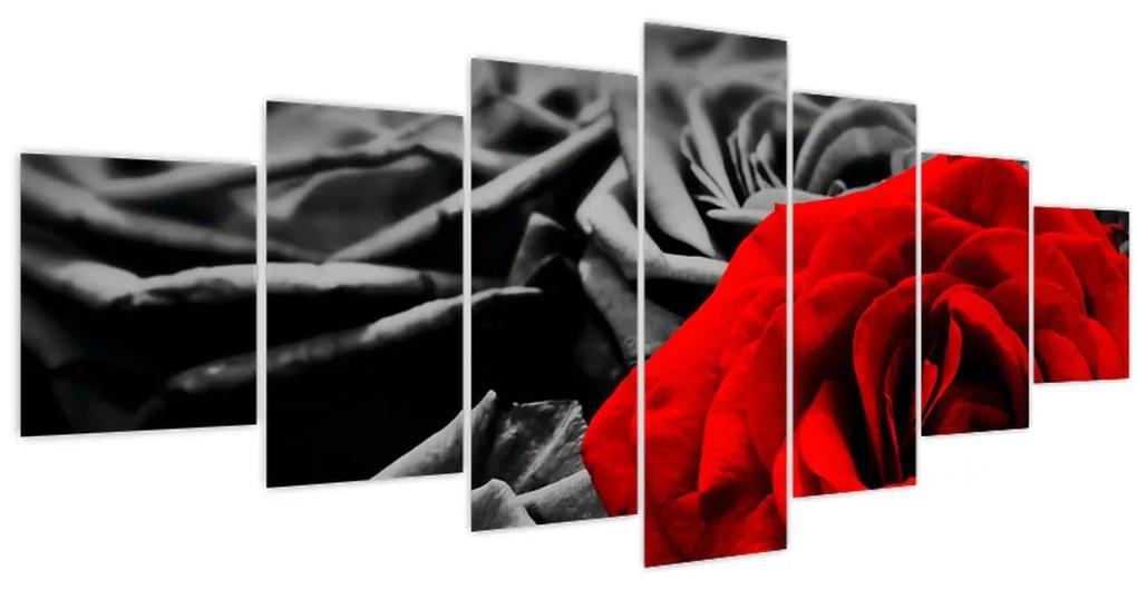 Obraz - Růže (210x100 cm)