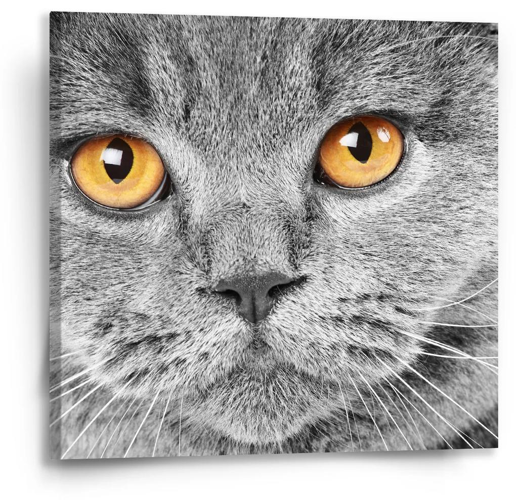 Obraz SABLIO - Kočičí pohled 50x50 cm