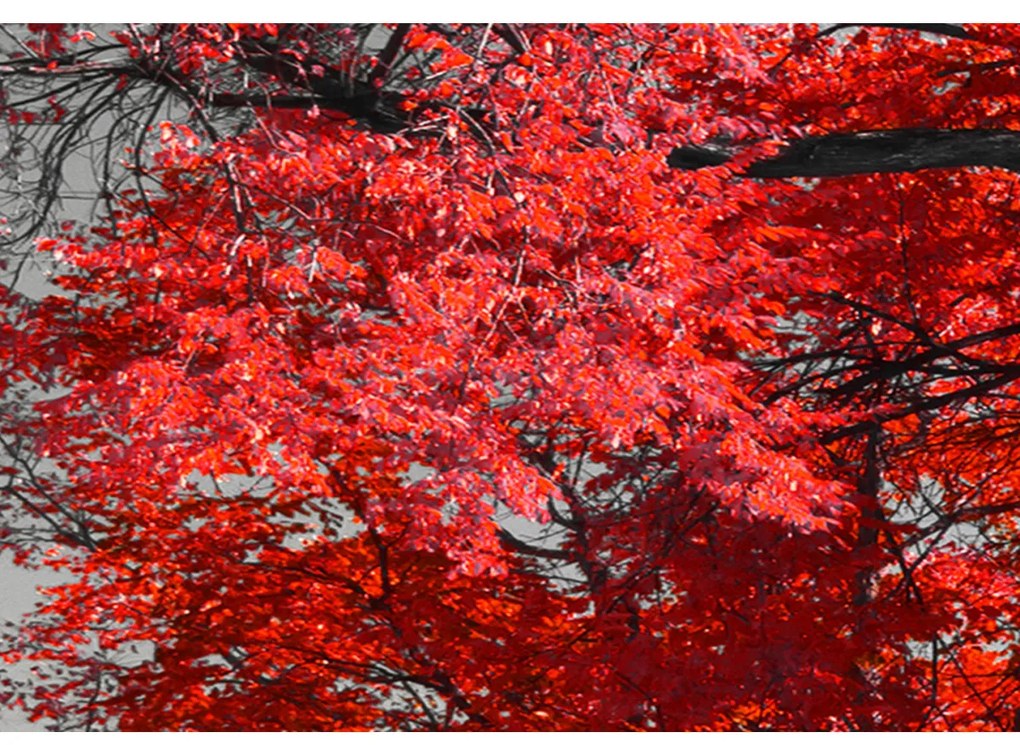 Pětidílný obraz červená krajina + háčky, hřebíčky ZDARMA Velikost (šířka x výška): 125x65 cm