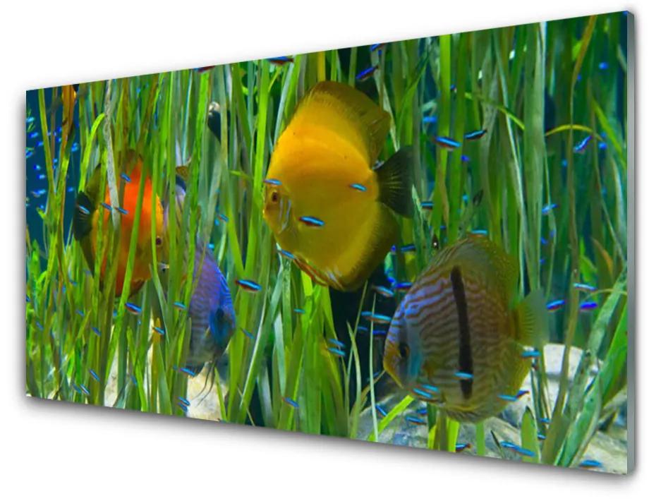 akrylový obraz Ryba Řasy Příroda 140x70 cm