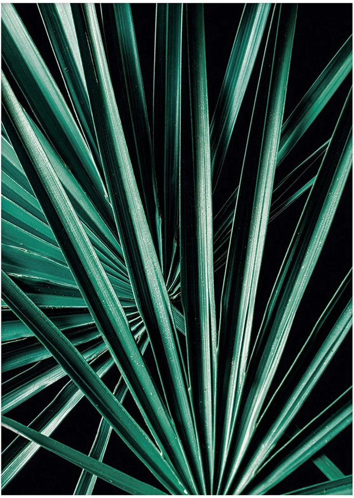 Plakát Dark Palm Tree