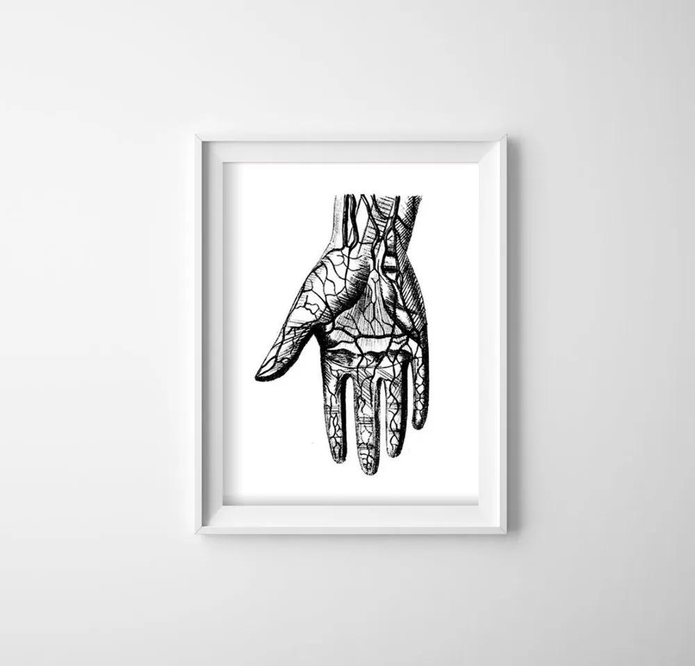 Plakát Anatomické ruce