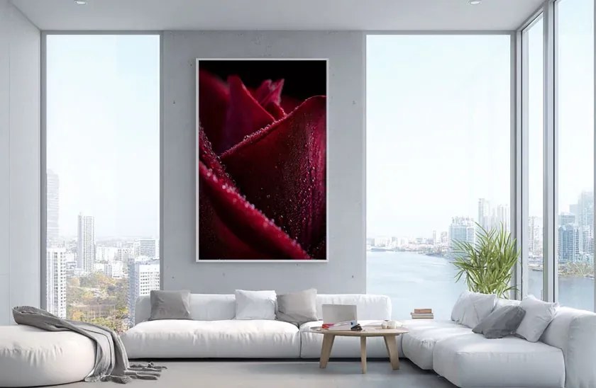 Sametový detail - obraz - Makro růže s kapkami vody 47 - 70 x 100 cm - 1 149 Kč