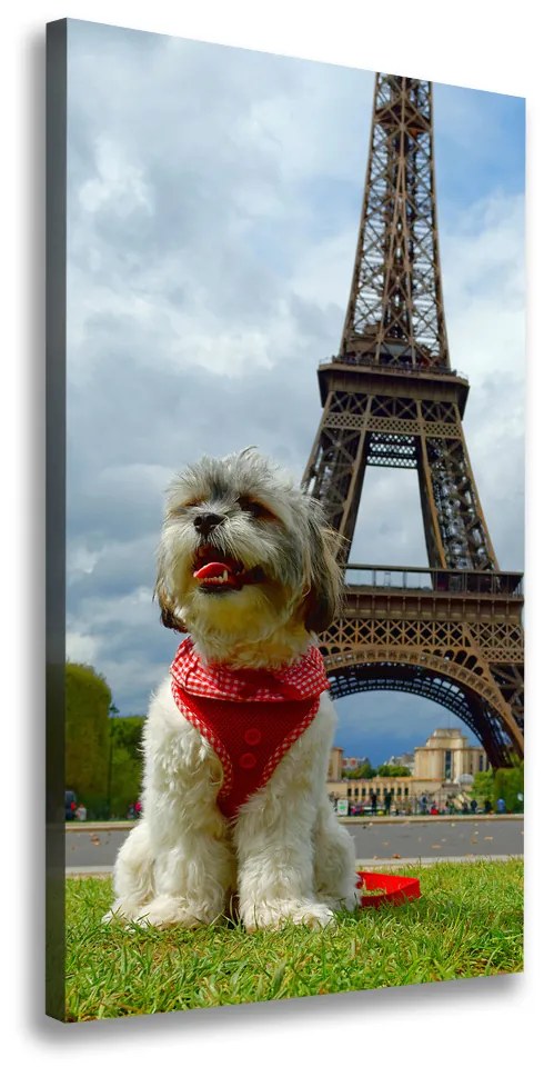 Wallmuralia Vertikální Foto obraz na plátně Pes v Paříži 50x100