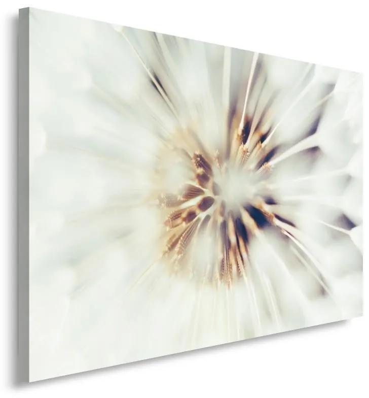 CARO Obraz na plátně - Dandelion'S Interior 40x30 cm