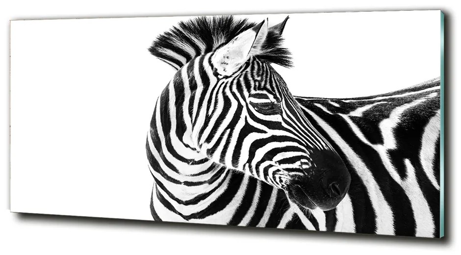 Wallmuralia Foto obraz sklo tvrzené Zebra ve sněhu 125x50 cm