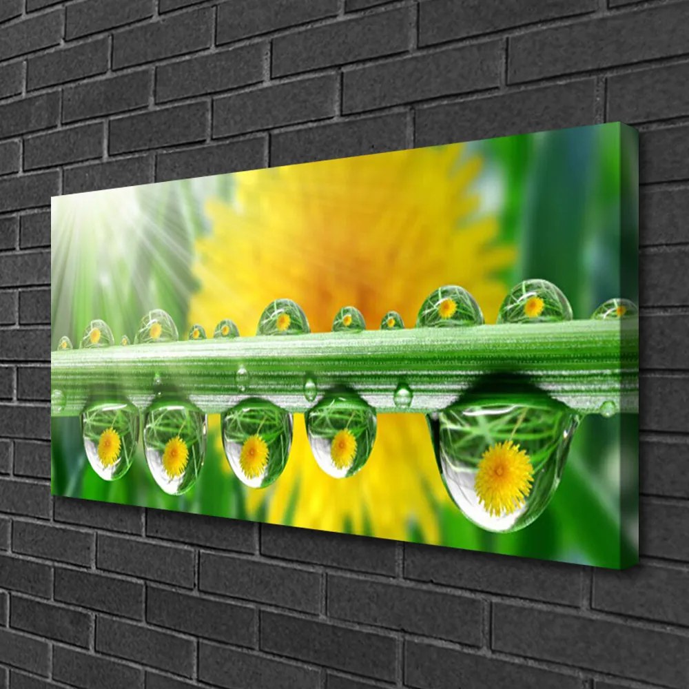 Obraz na plátně Stonek Kapky Rosa Rostlina 125x50 cm