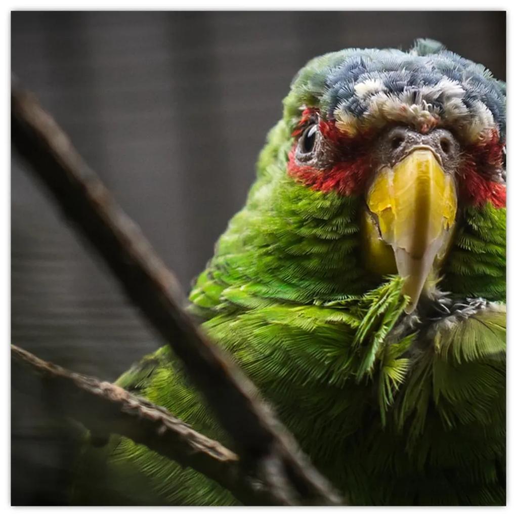 Obraz papouška (30x30 cm)