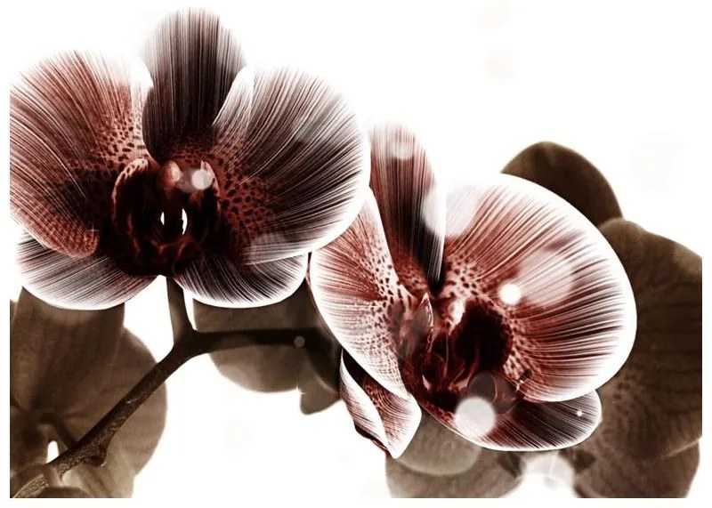 Obraz cihlově zbarvených orchidejí (70x50 cm), 40 dalších rozměrů