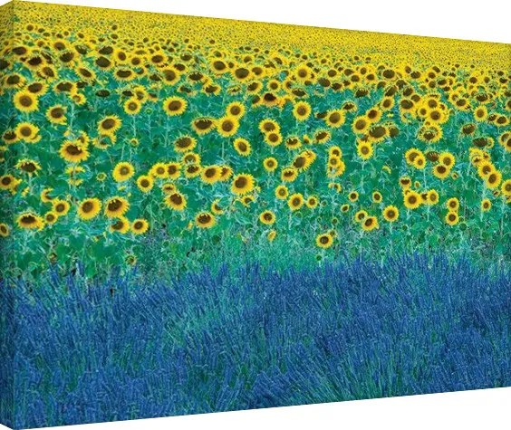 Obraz na plátně David Clapp - Sunflowers in Provence, France, (80 x 60 cm)