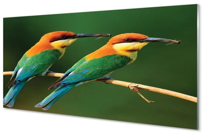 Obraz na skle Barevné papoušek na větvi 100x50 cm