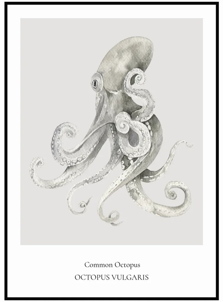 Plakát Common Octopus 30 x 40 cm