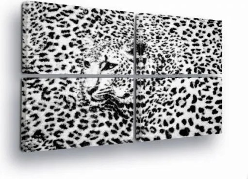 Obraz 120x80 Leopard dravec divoká příroda černá a bílá kontrast skvrny