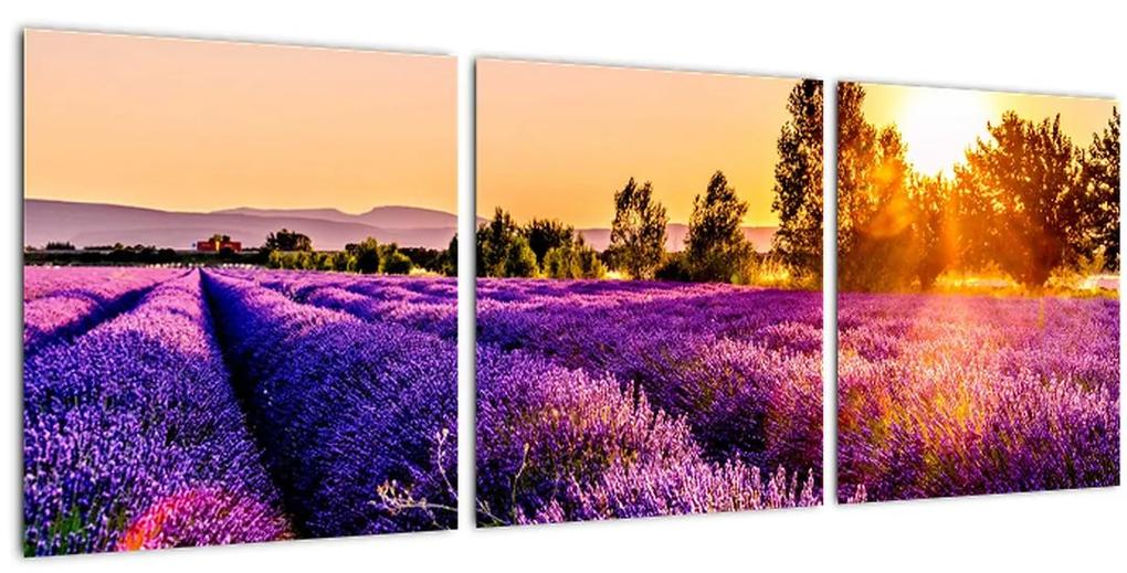 Obraz levandulového pole, Provence (90x30 cm), 40 dalších rozměrů