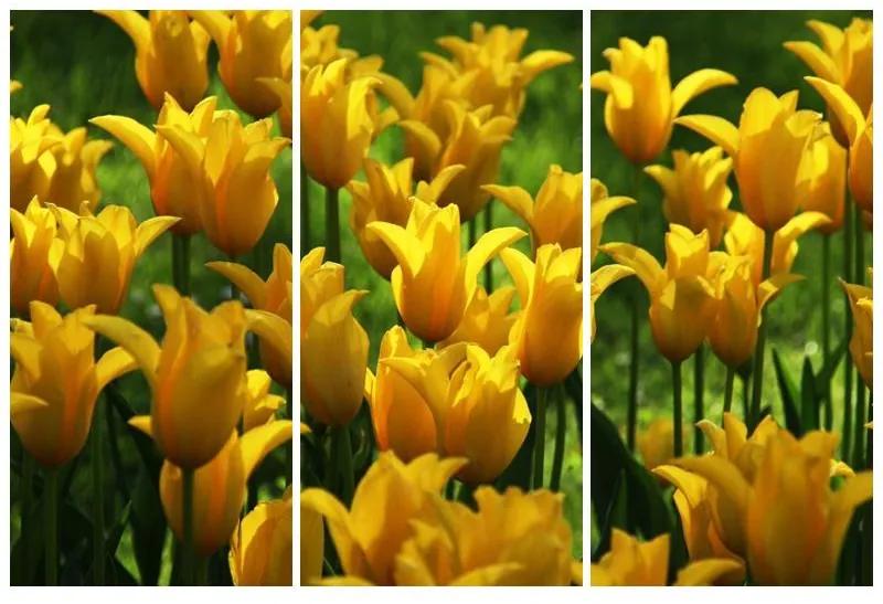 Obraz žlutých květin (120x80 cm), 40 dalších rozměrů