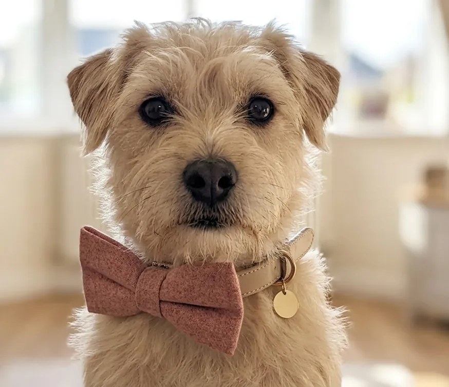 Pet Amour Motýlek na obojek pro psy korálový s bílým melírem Velikost: M