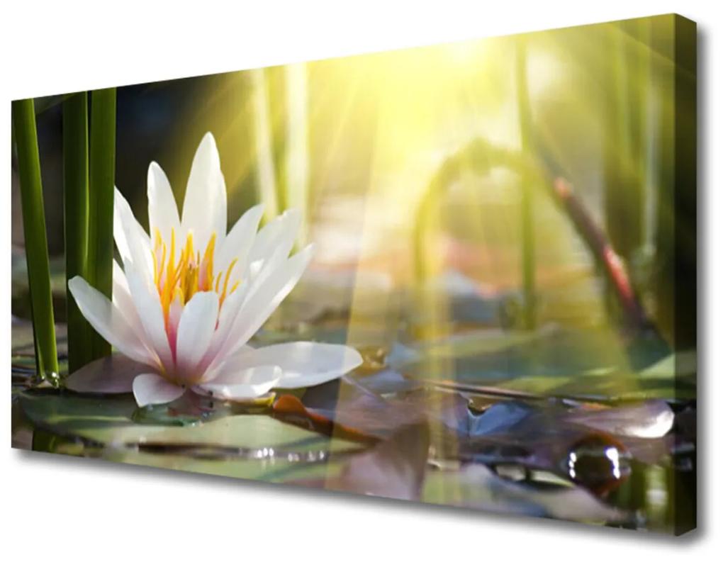 Obraz Canvas Vodní Lilie Slunce Rybník