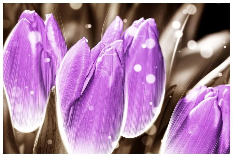 Obraz jemně fialových tulipánů (90x60 cm), 40 dalších rozměrů