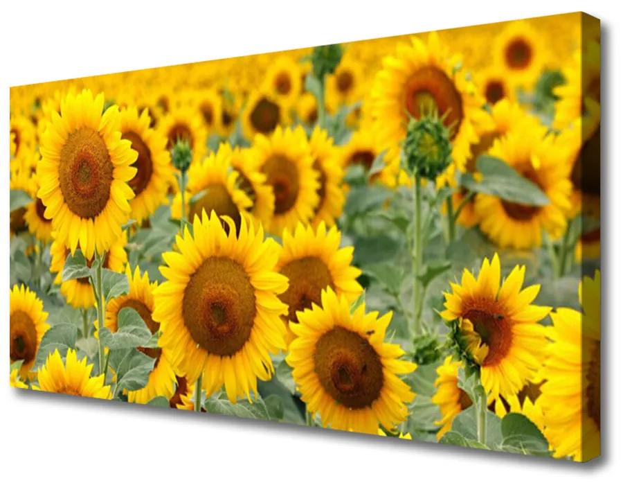 Obraz na plátně Slunečnice Rostlina Příroda 120x60 cm