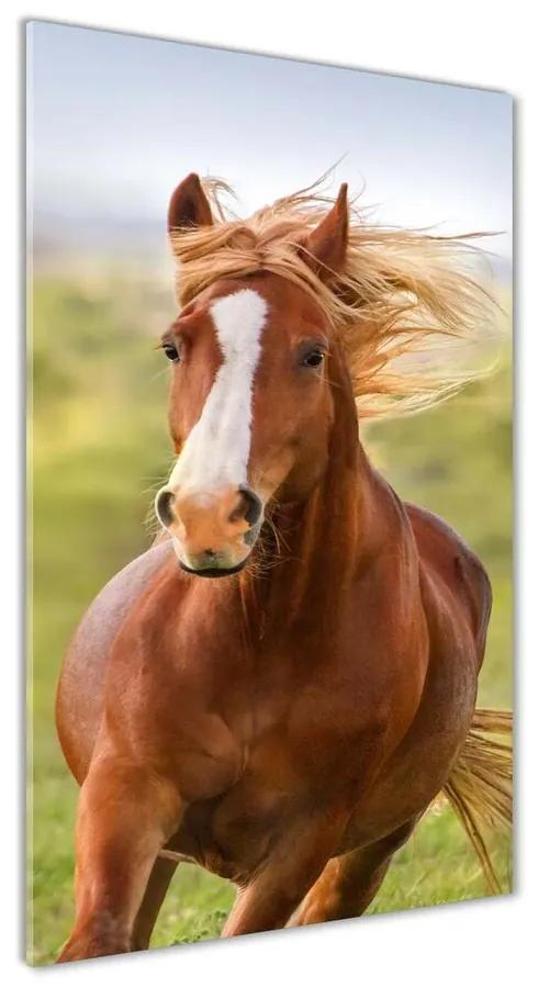 Wallmuralia Foto obraz akrylový do obýváku Kůň v poklusu 50x100 cm