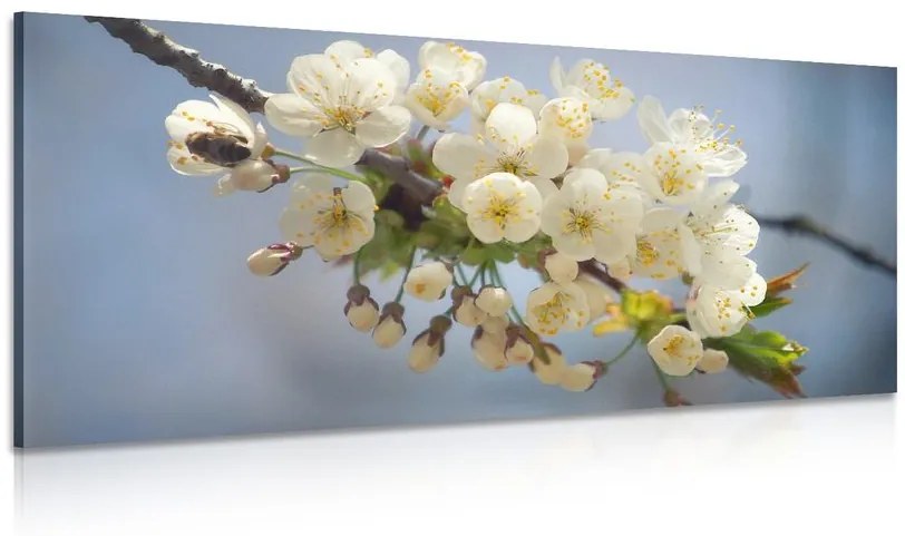 Obraz kvetoucí větvičku třešně Varianta: 100x50