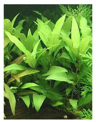 Hygrophila guyanensis