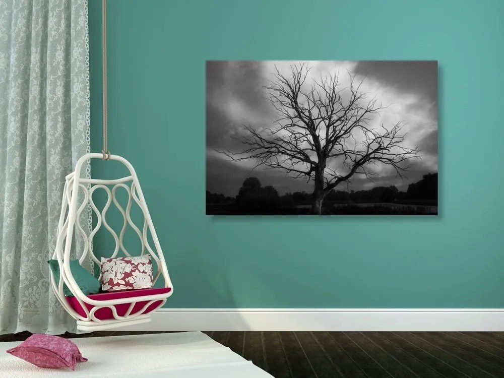 Obraz černobílý strom na louce - 90x60 cm