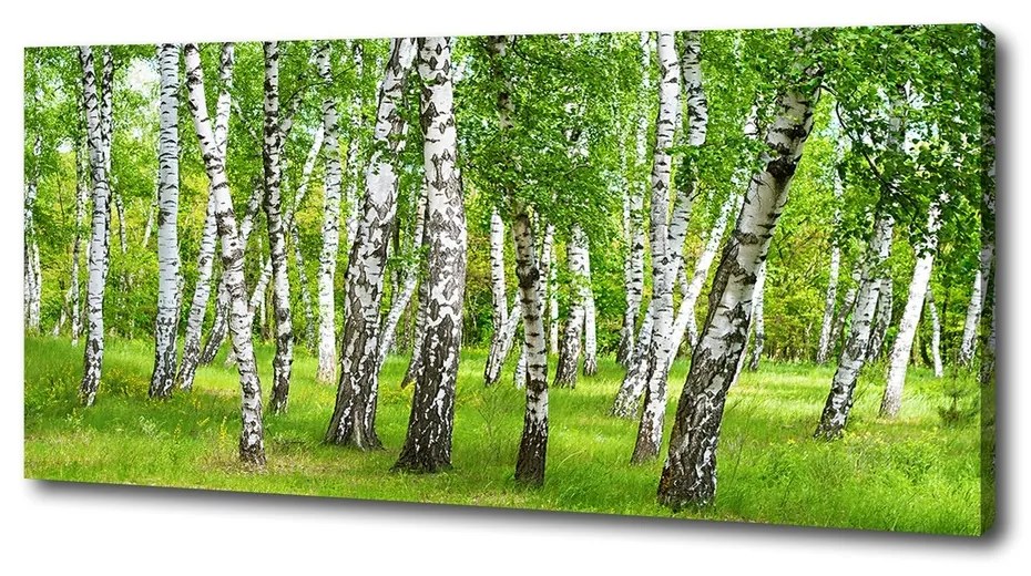 Wallmuralia Foto obraz na plátně Břízový les 125x50 cm