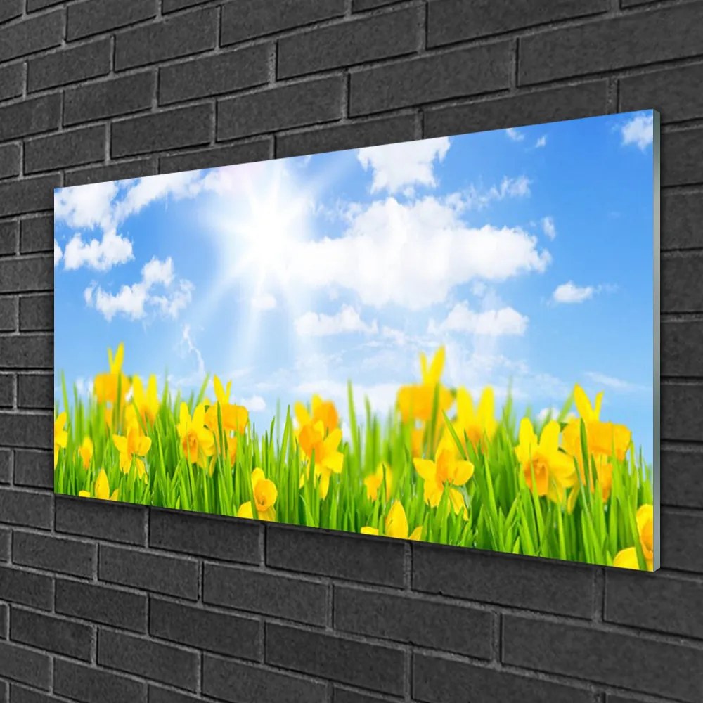 Obraz na skle Narcisy Louka Tráva Příroda 100x50 cm