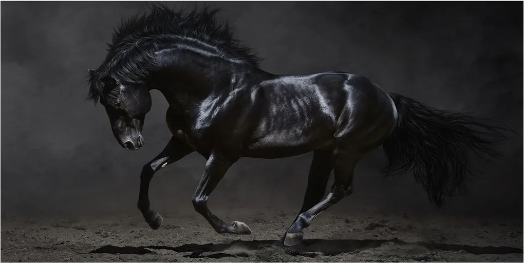 Foto obraz akrylový na stěnu Černý kůň
