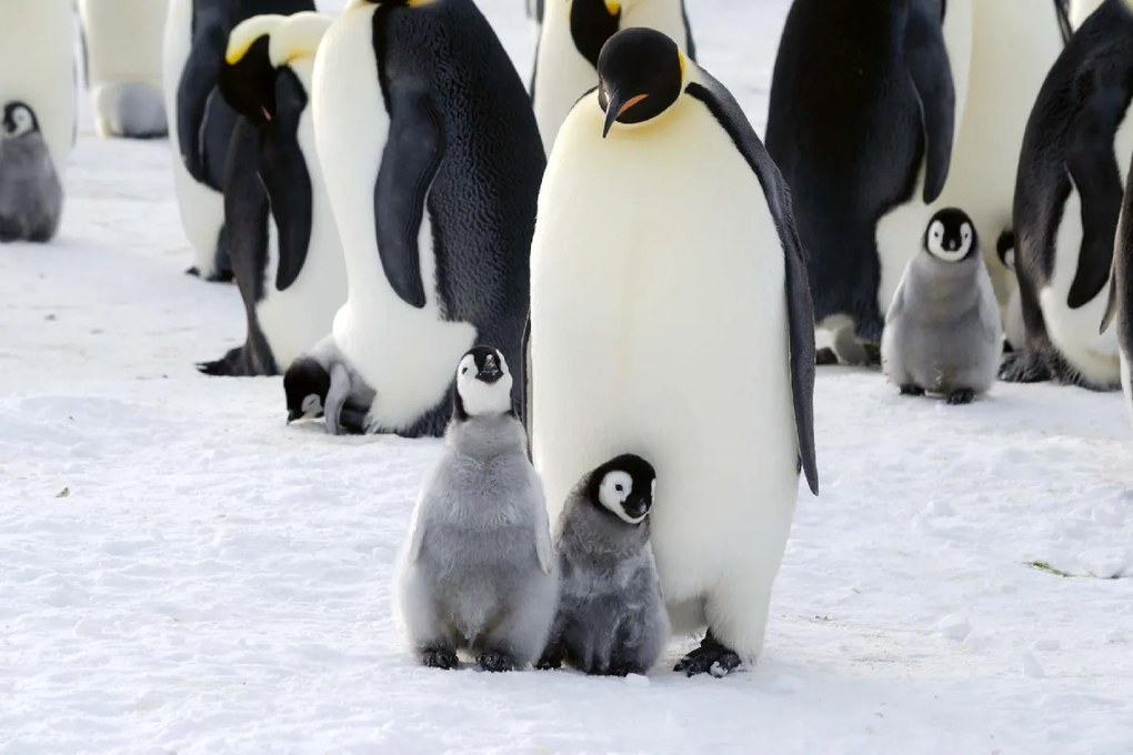 DIMEX | Samolepicí vliesová fototapeta na zeď Rodina tučňáků MA-5-0476 | 375 x 250 cm | bílá, černá, žlutá, šedá