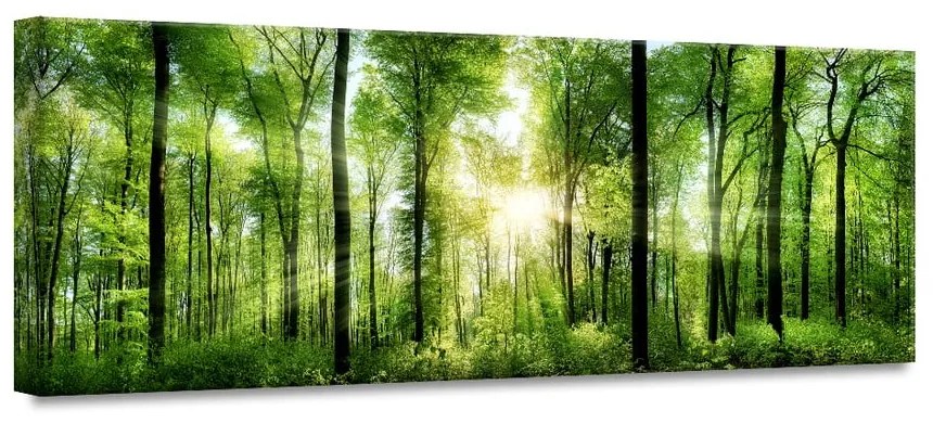 Obraz Styler Glasspik Nature Sunlight, 50 x 125 cm