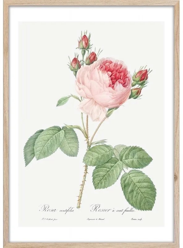 Hector Obraz Pink Rose 50x70 cm