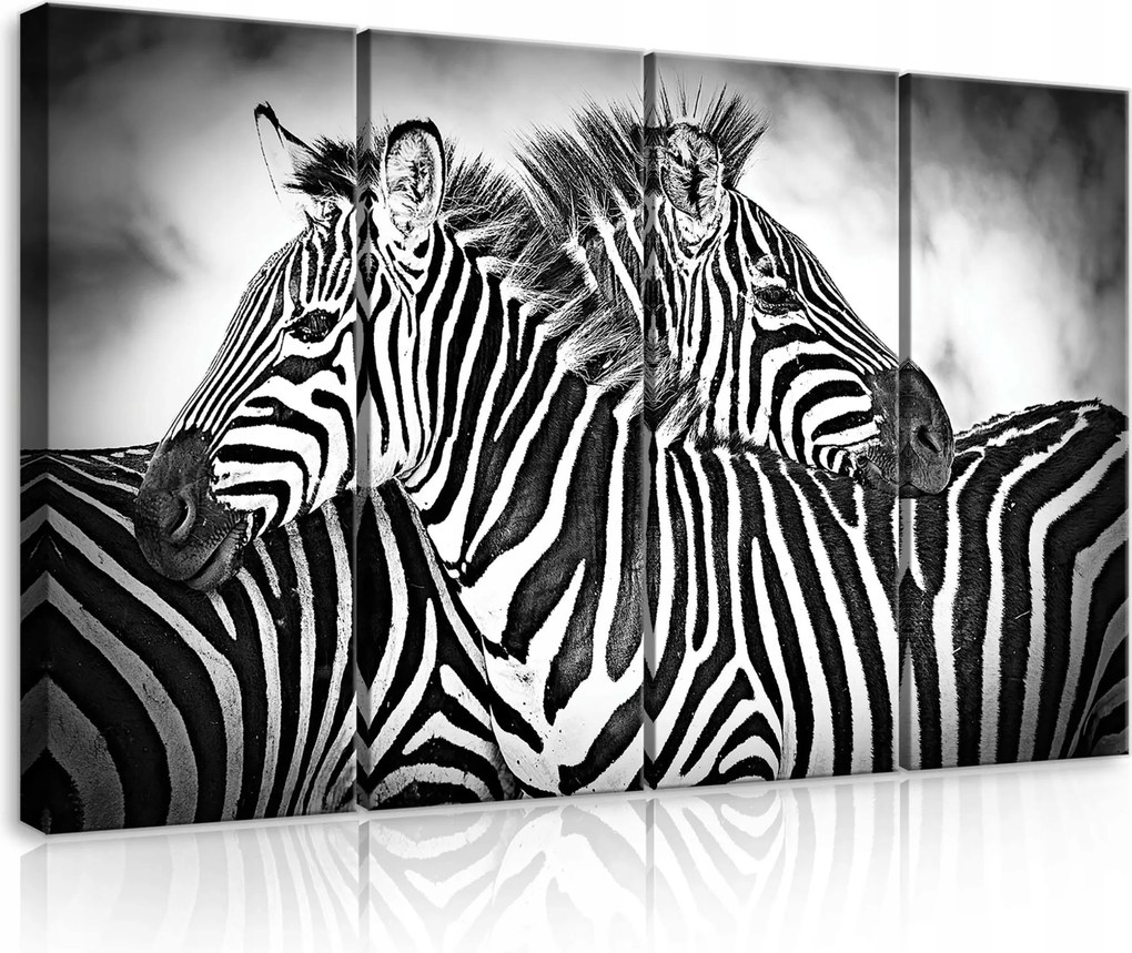 Obraz 120x80 Zebra monochromatický divoká příroda Afrika pruhy zvířata