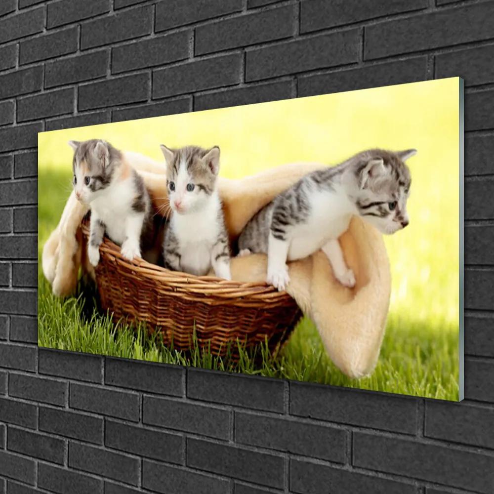 Obraz na skle Kočky Zvířata 140x70 cm