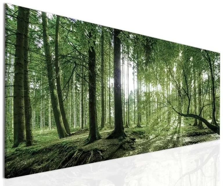 Obraz lesní úsvit III Velikost (šířka x výška): 100x45 cm