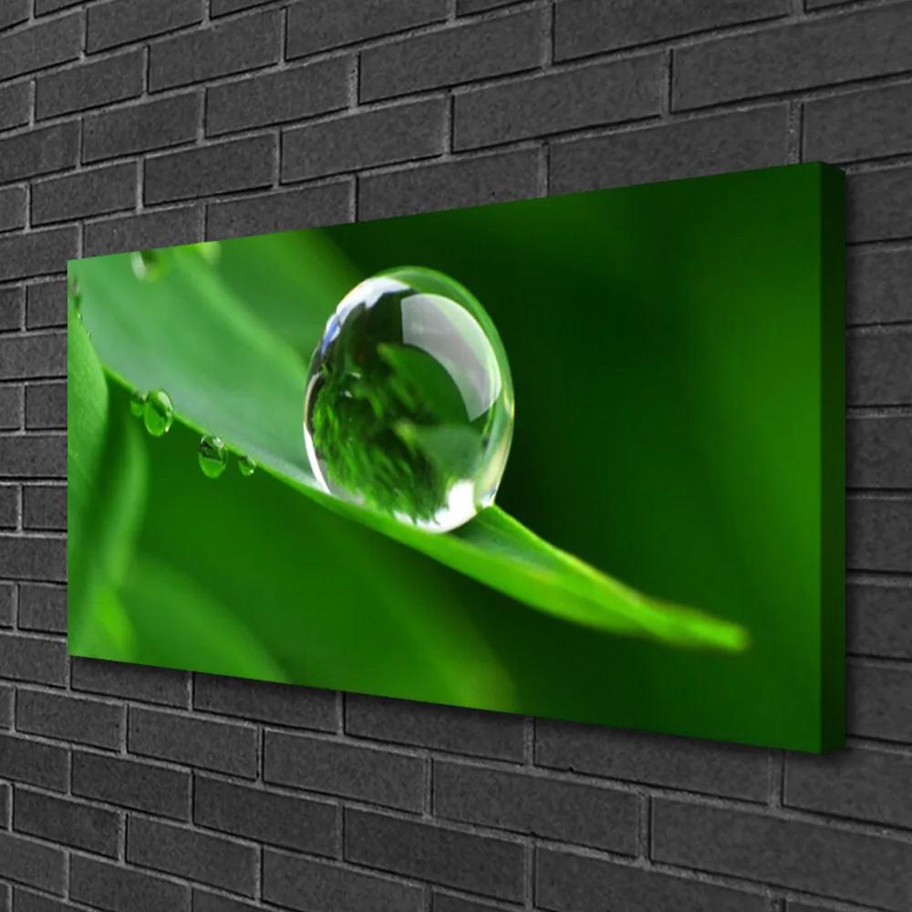 Obraz na plátně List Voda Kapka Rostlina 120x60 cm
