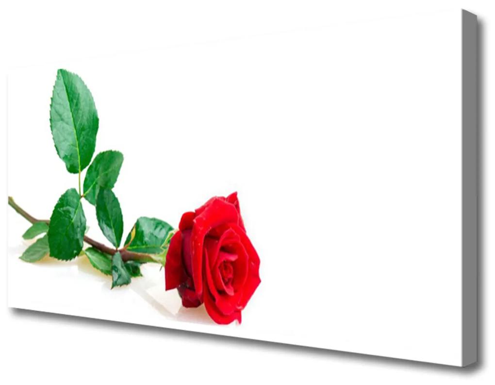 Obraz Canvas Růže Květ Rostlina