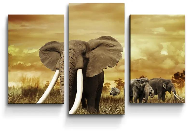Sablio Obraz - 3-dílný Slon Africký - 75x50 cm