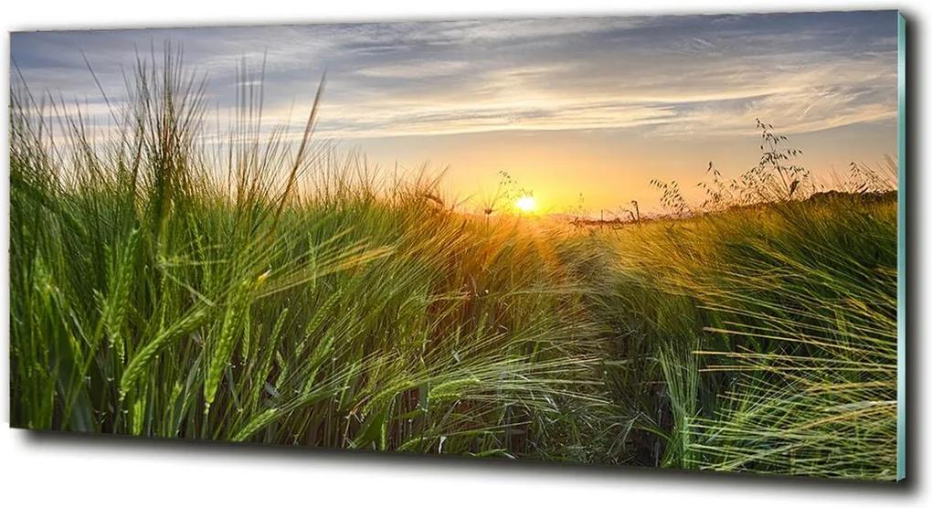 Foto obraz fotografie na skle Pole pšenice