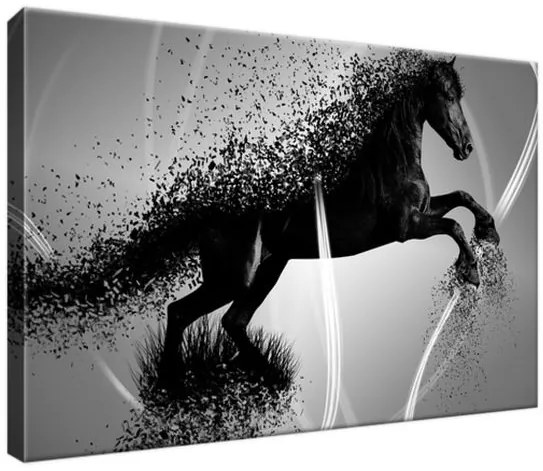 Tištěný obraz Černobílý kůň - Jakub Banas 30x20cm 3573A_1T