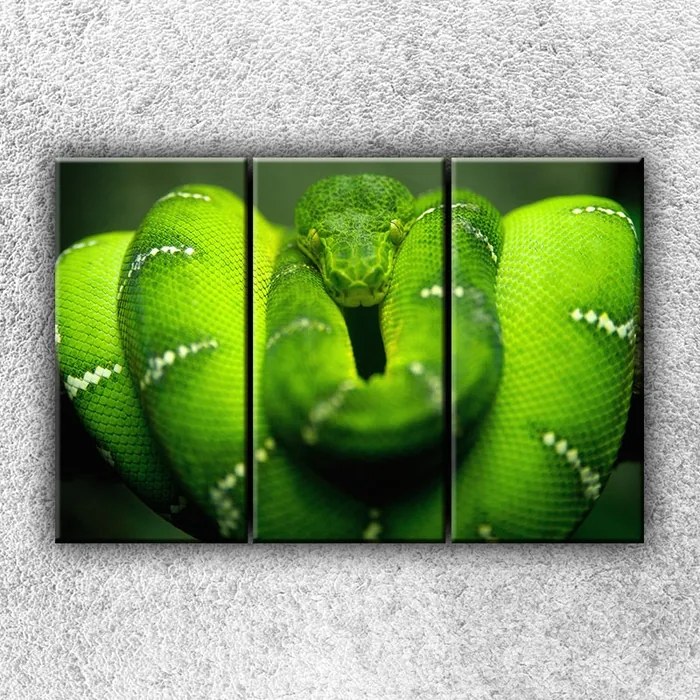 3 dílné obrazy Zelený stočený had 3