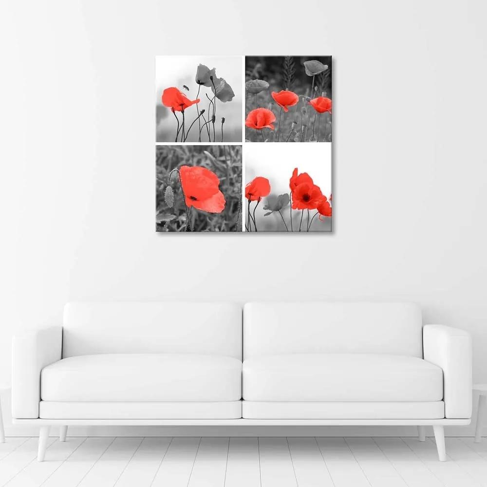 Obraz na plátně Sada červených máků - 60x60 cm
