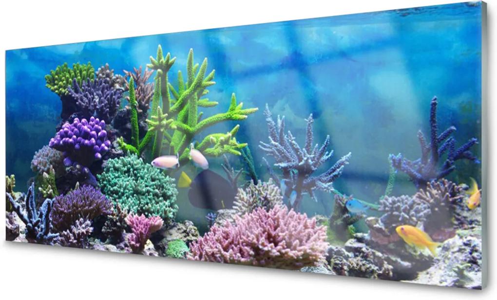 Skleněný obraz Akvárium Rybičky Pod Vodou