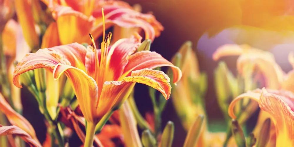 Obraz nádherně kvetoucí zahradní květiny Varianta: 100x50
