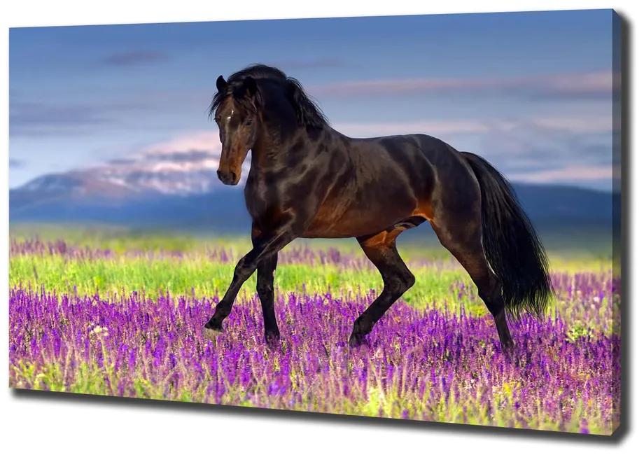 Wallmuralia Foto obraz na plátně do obýváku Kůň na poli levandule 100x70 cm