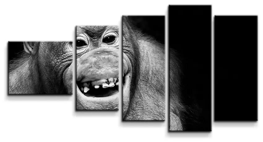 Sablio Obraz - 5-dílný Orangutan - 100x60 cm