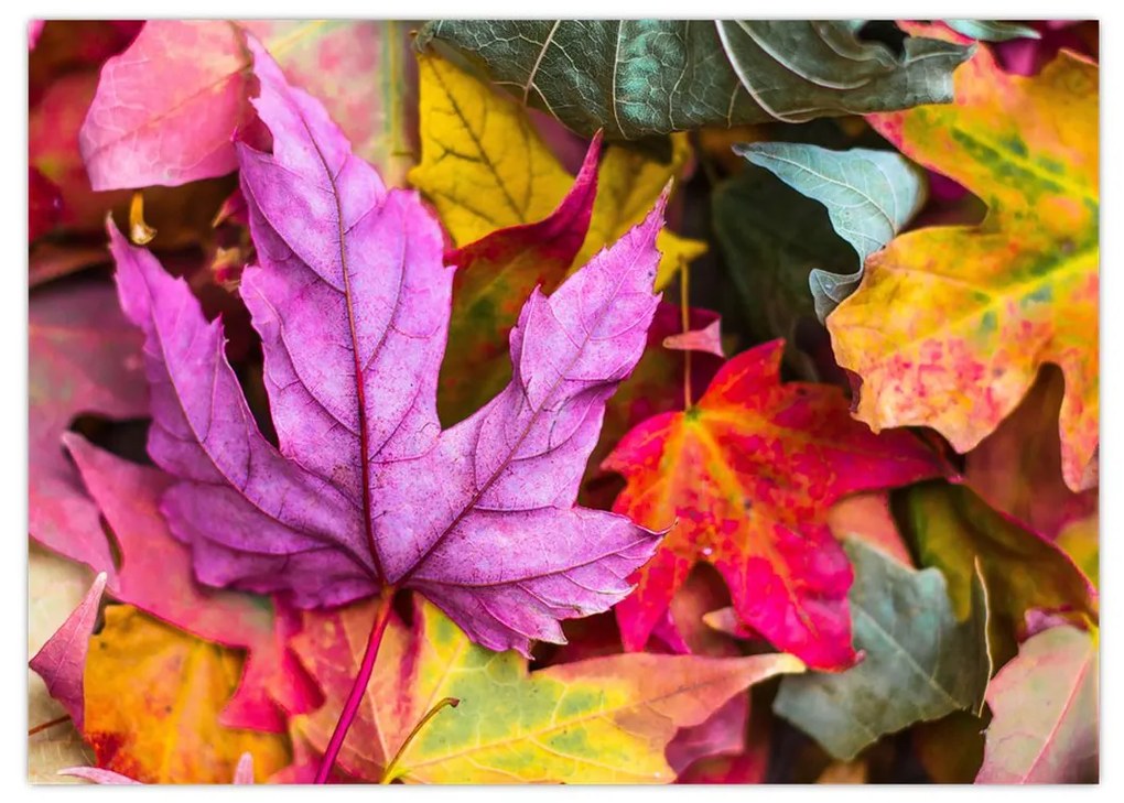 Obraz - podzimní listy (70x50 cm)