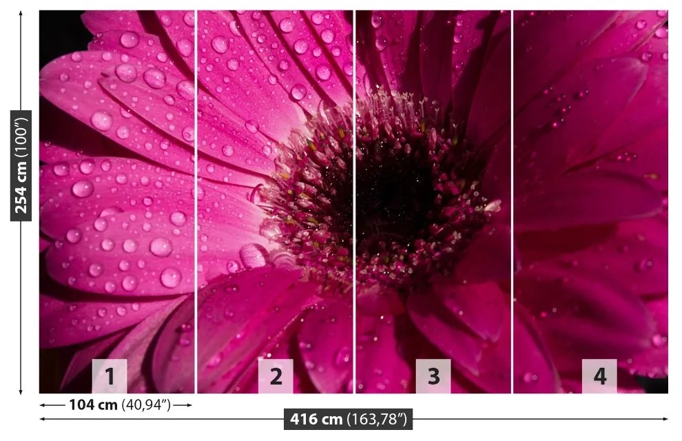 Fototapeta Fialová Gerbera 104x70