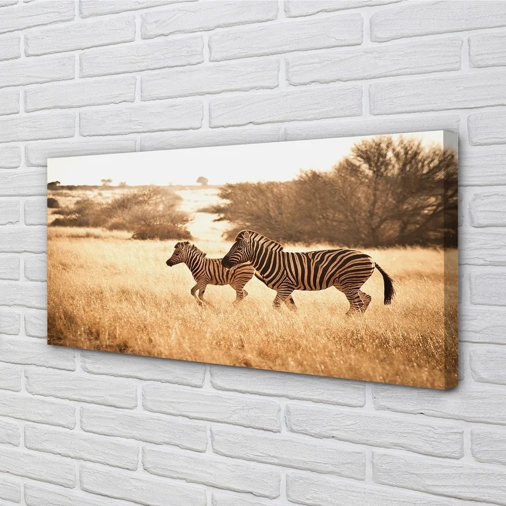 Obrazy na plátně Zebra pole sunset 100x50 cm